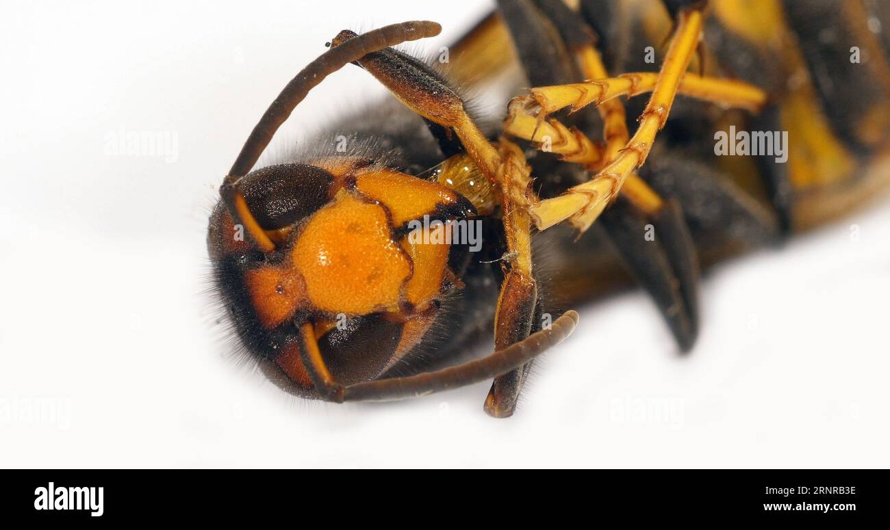 Predatory insect france hi-res stock photography and images - Alamy