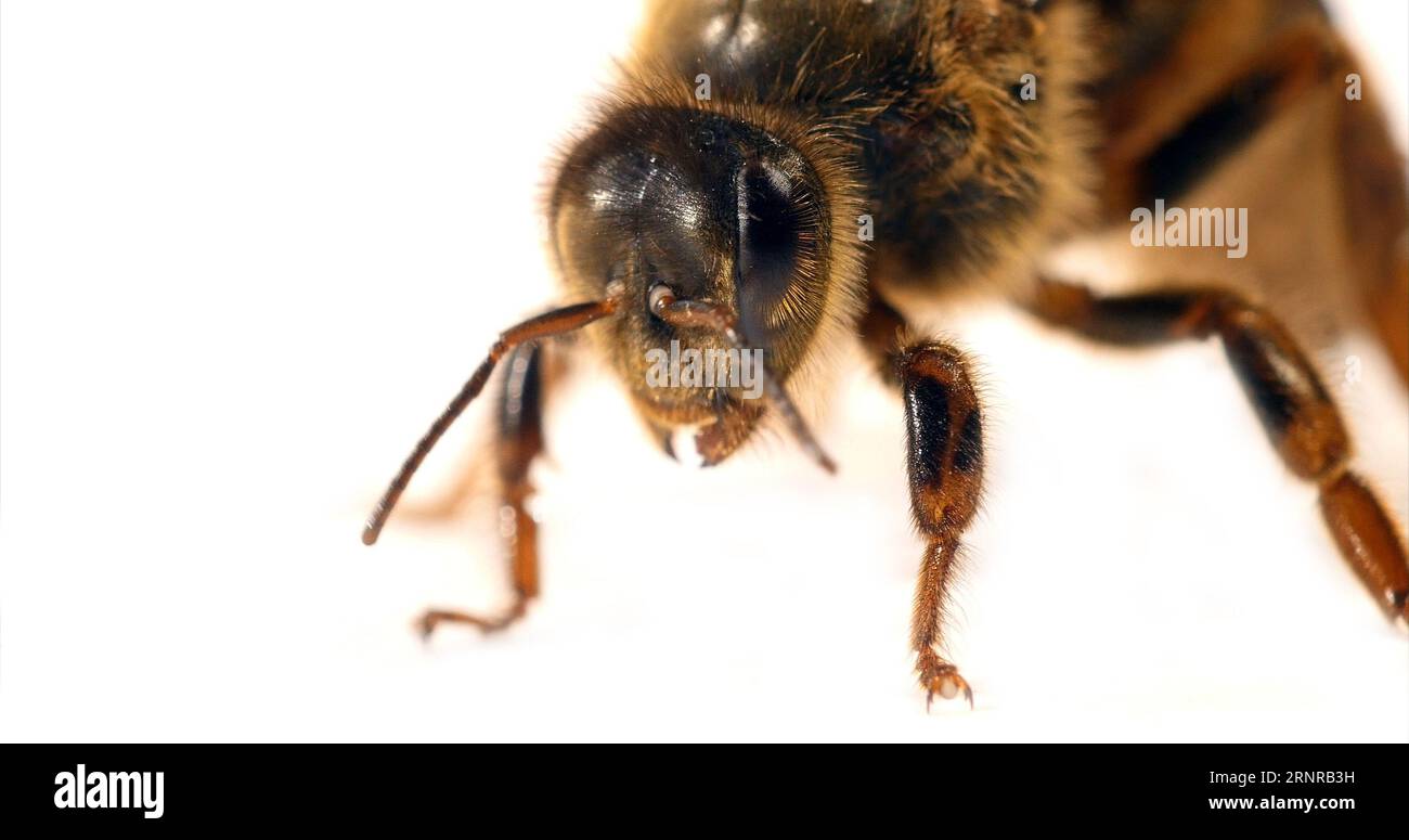 European Honey Bee, apis mellifera, Queen against White Background ...