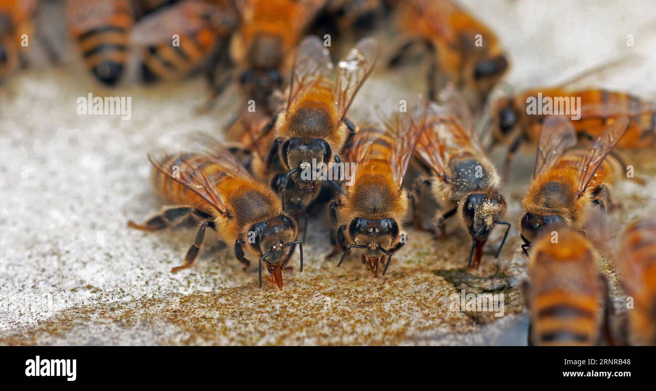 European Honey Bee, apis mellifera, Bees drinking Water on a Stone ...