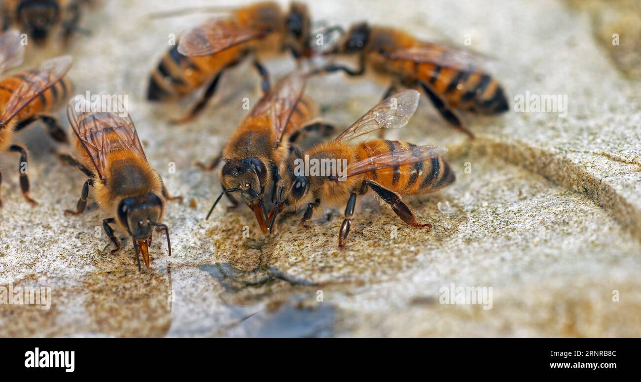 European Honey Bee, apis mellifera, Bees drinking Water on a Stone ...