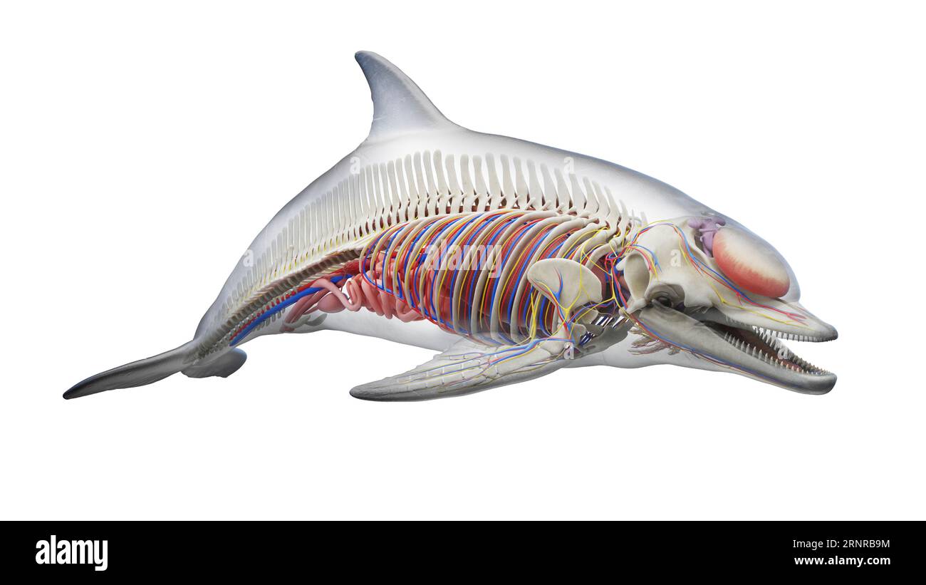 Dolphin's internal organs, illustration Stock Photo - Alamy