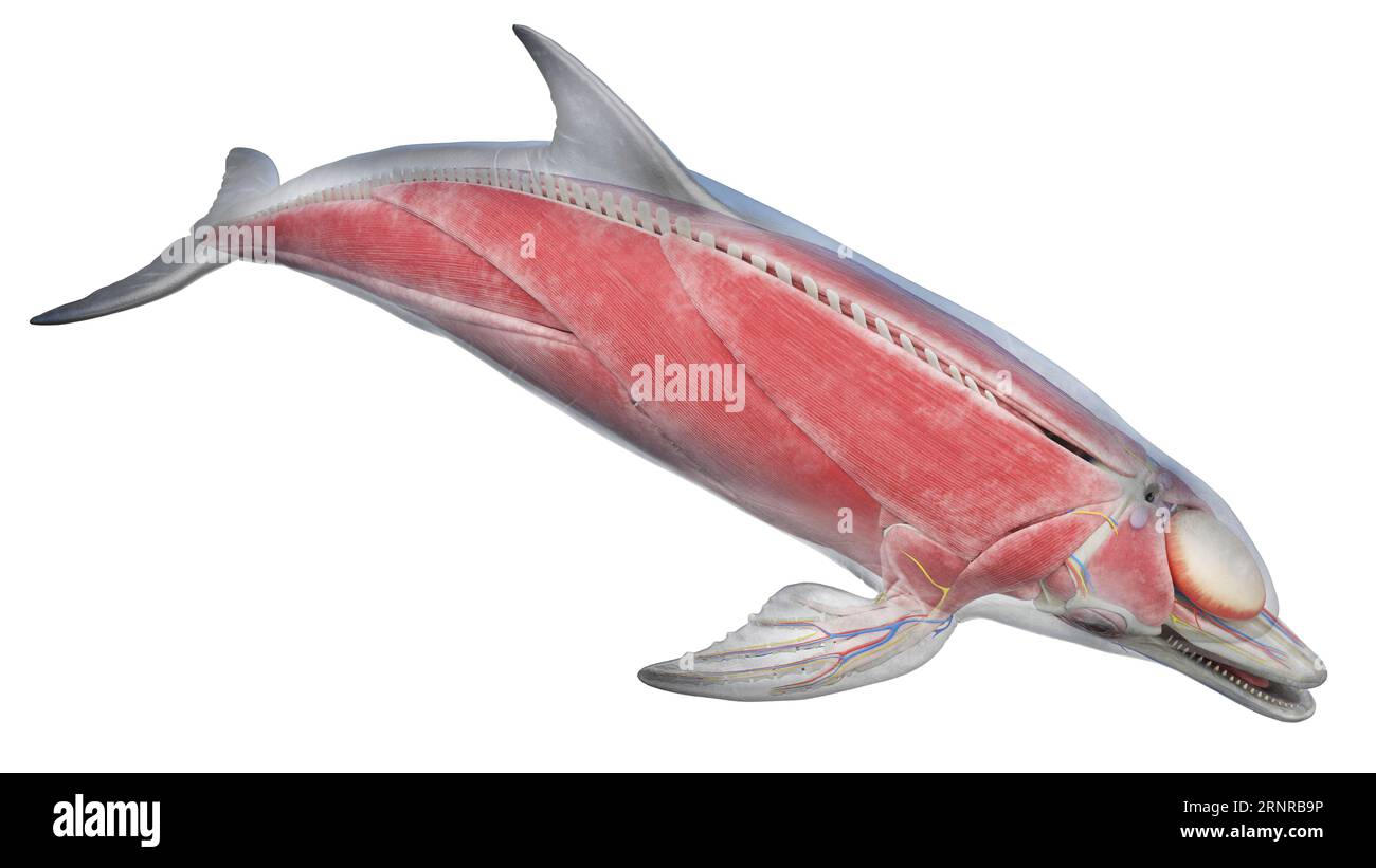 Dolphin's muscular system, illustration Stock Photo - Alamy