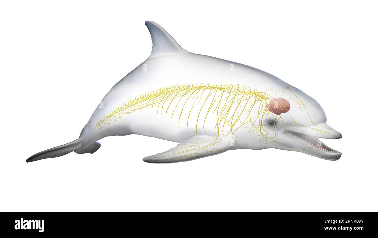 Dolphin's nervous system, illustration Stock Photo - Alamy