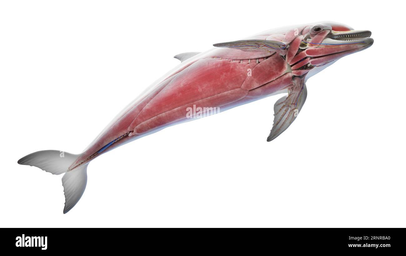 Dolphin's muscular system, illustration Stock Photo - Alamy