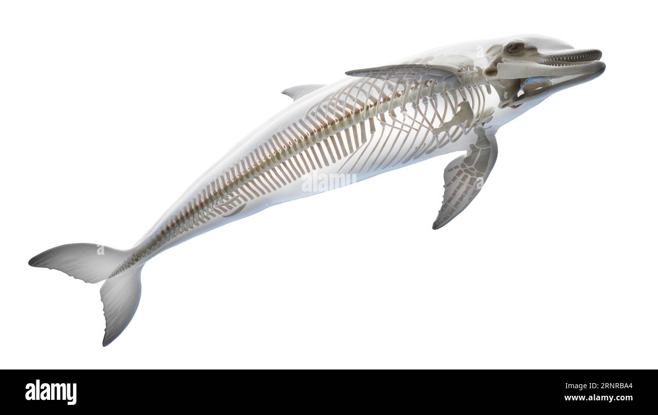 Dolphin's skeletal system, illustration Stock Photo - Alamy