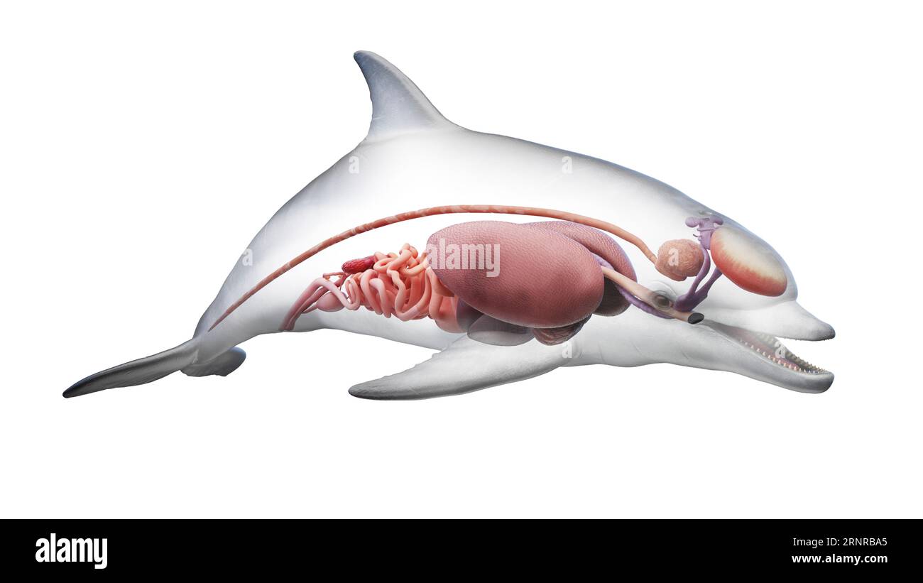 Dolphin's internal organs, illustration Stock Photo - Alamy