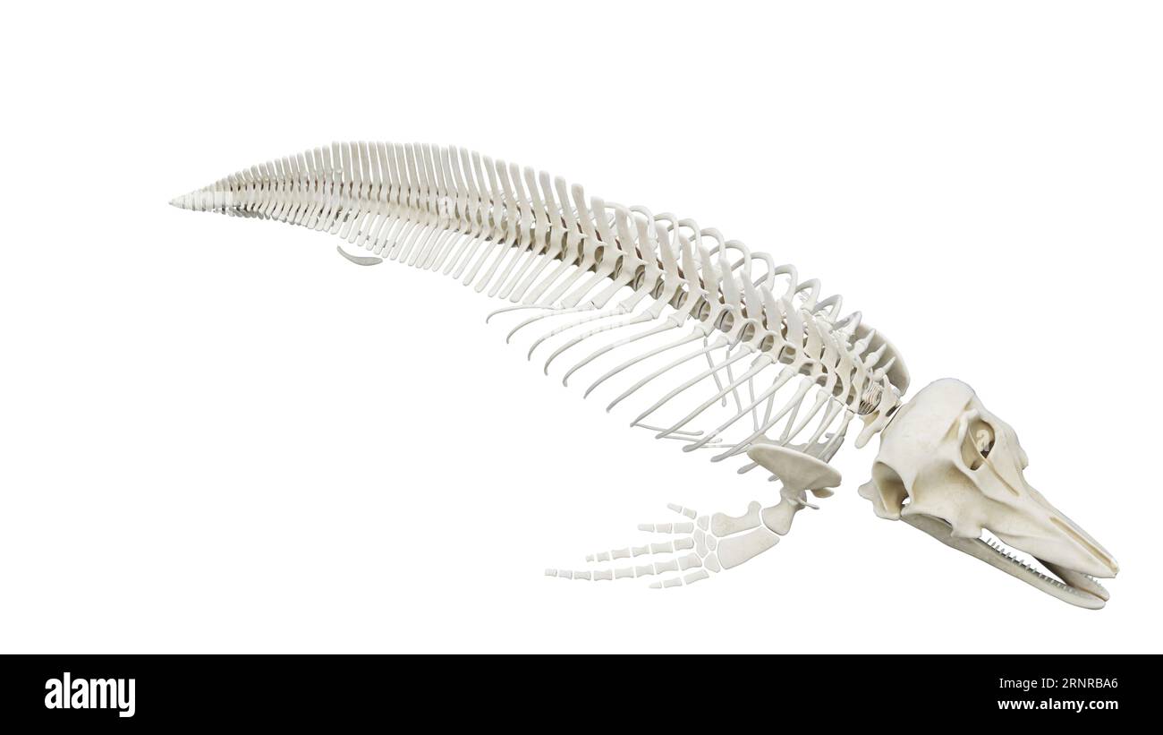 Dolphin's skeletal system, illustration Stock Photo - Alamy