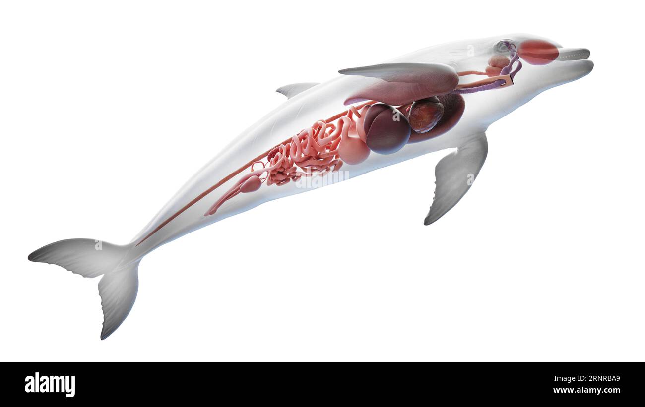 Reproductive organs animal Cut Out Stock Images & Pictures - Alamy