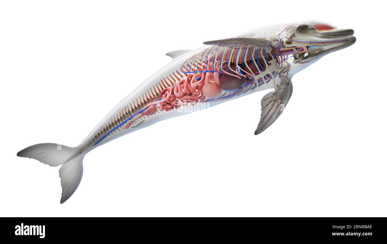 Dolphin's internal organs, illustration Stock Photo - Alamy
