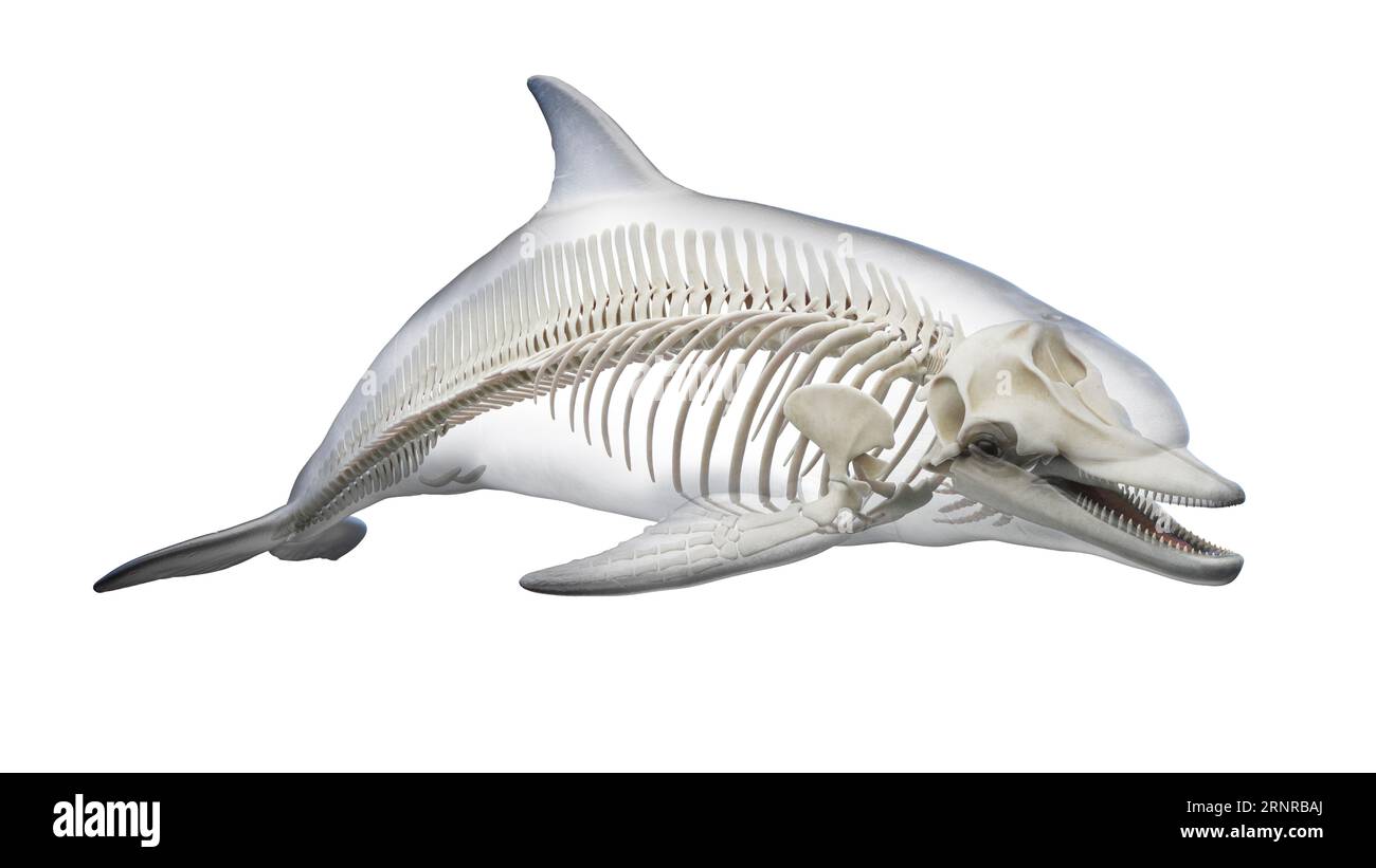 Dolphin's skeletal system, illustration Stock Photo - Alamy