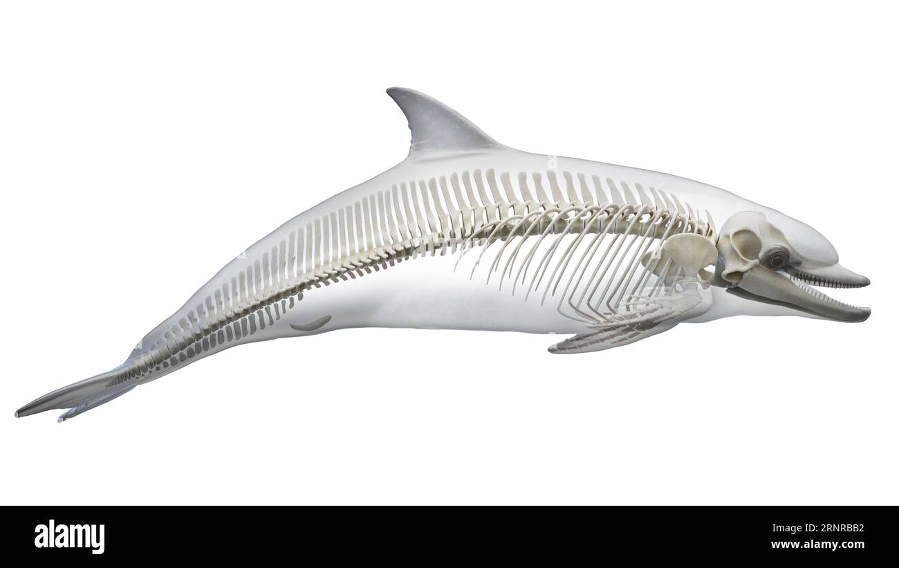 Dolphin's skeletal system, illustration Stock Photo - Alamy