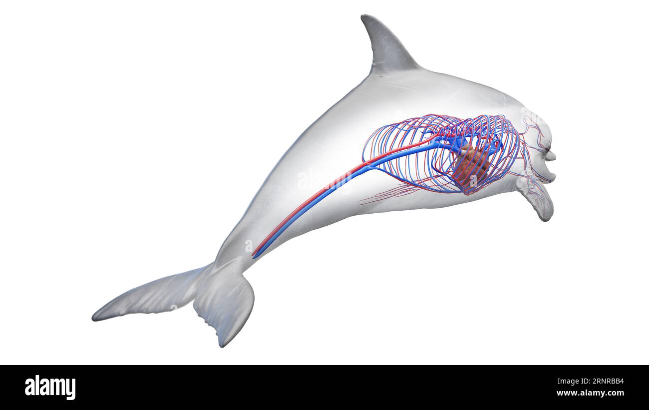 Dolphin's cardiovascular system, illustration Stock Photo - Alamy
