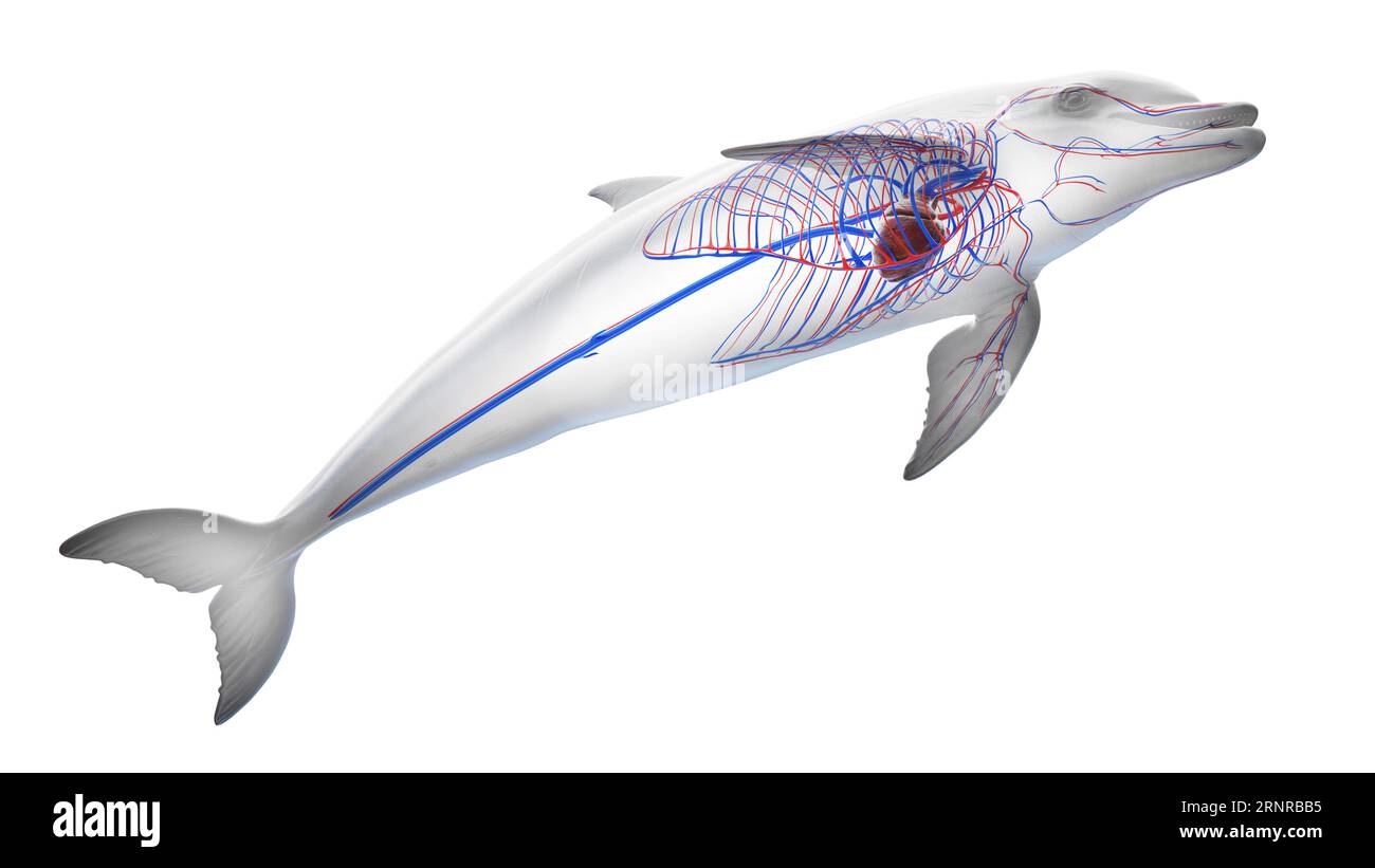Dolphin's cardiovascular system, illustration Stock Photo - Alamy