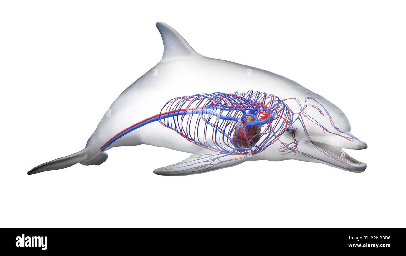 One dolphins Cut Out Stock Images & Pictures - Alamy