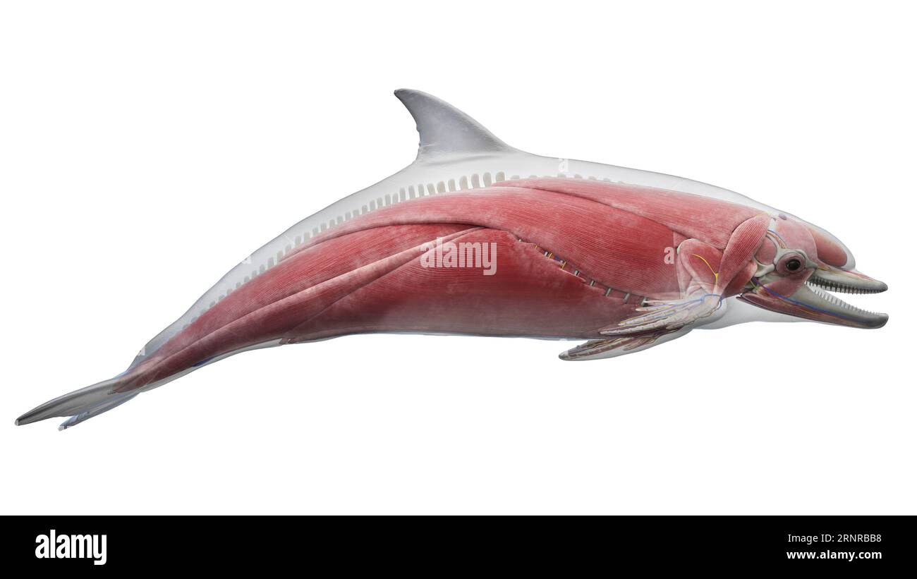 Dolphin's muscular system, illustration Stock Photo - Alamy