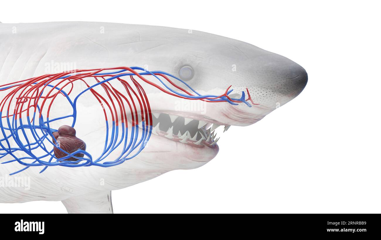 Shark's cardiovascular system, illustration Stock Photo - Alamy