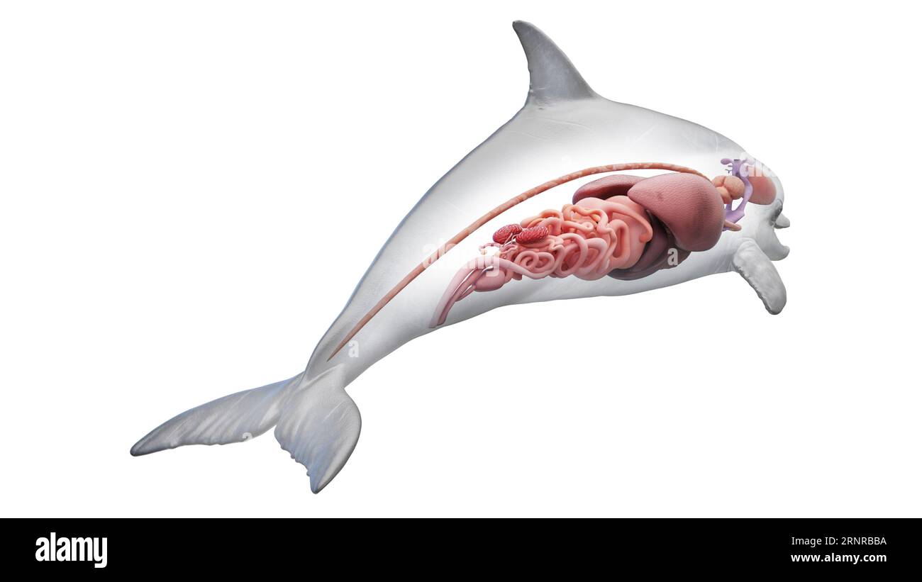 Dolphin's internal organs, illustration Stock Photo - Alamy
