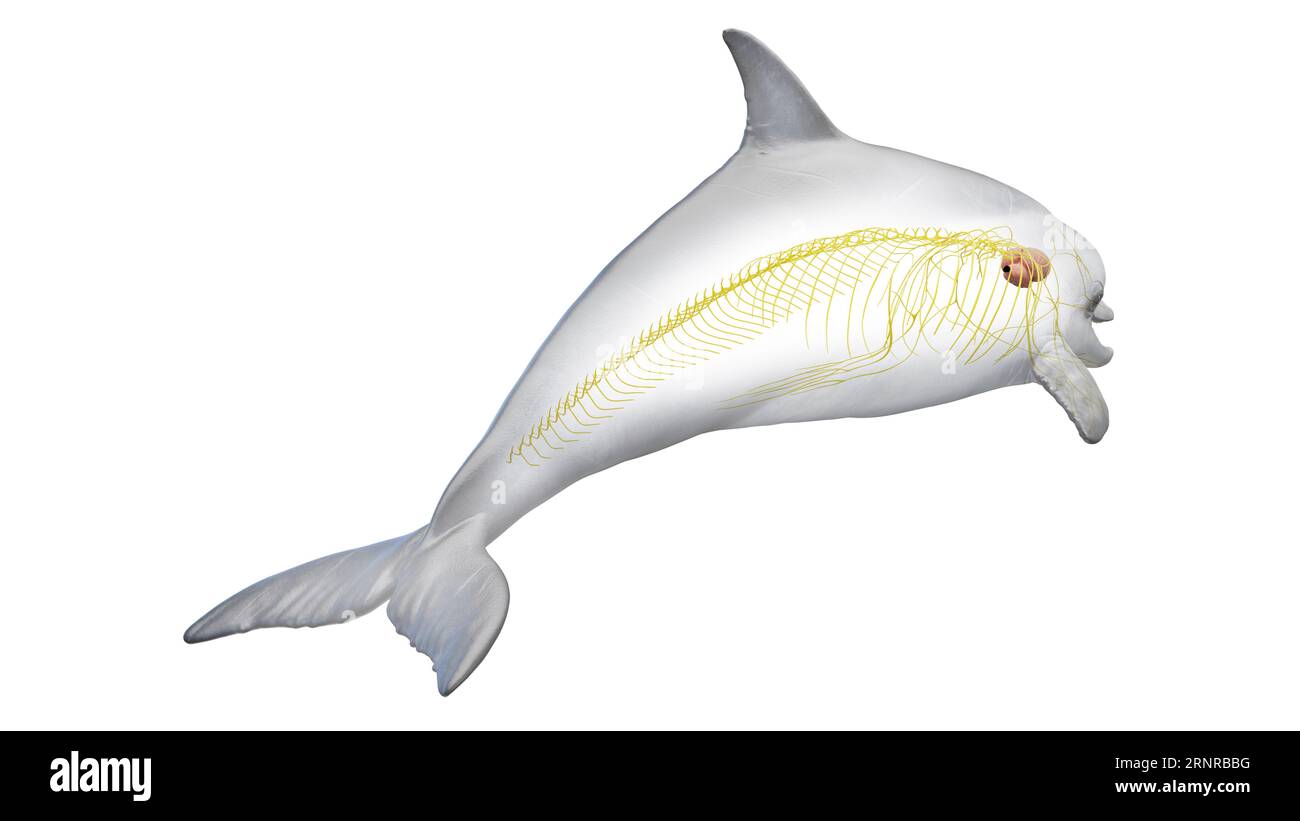 Dolphin anatomy Cut Out Stock Images & Pictures - Alamy