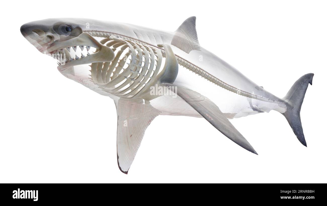 Shark's skeletal system, illustration Stock Photo - Alamy