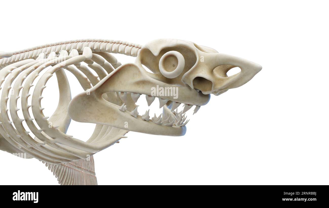 Shark's skeleton, illustration Stock Photo - Alamy