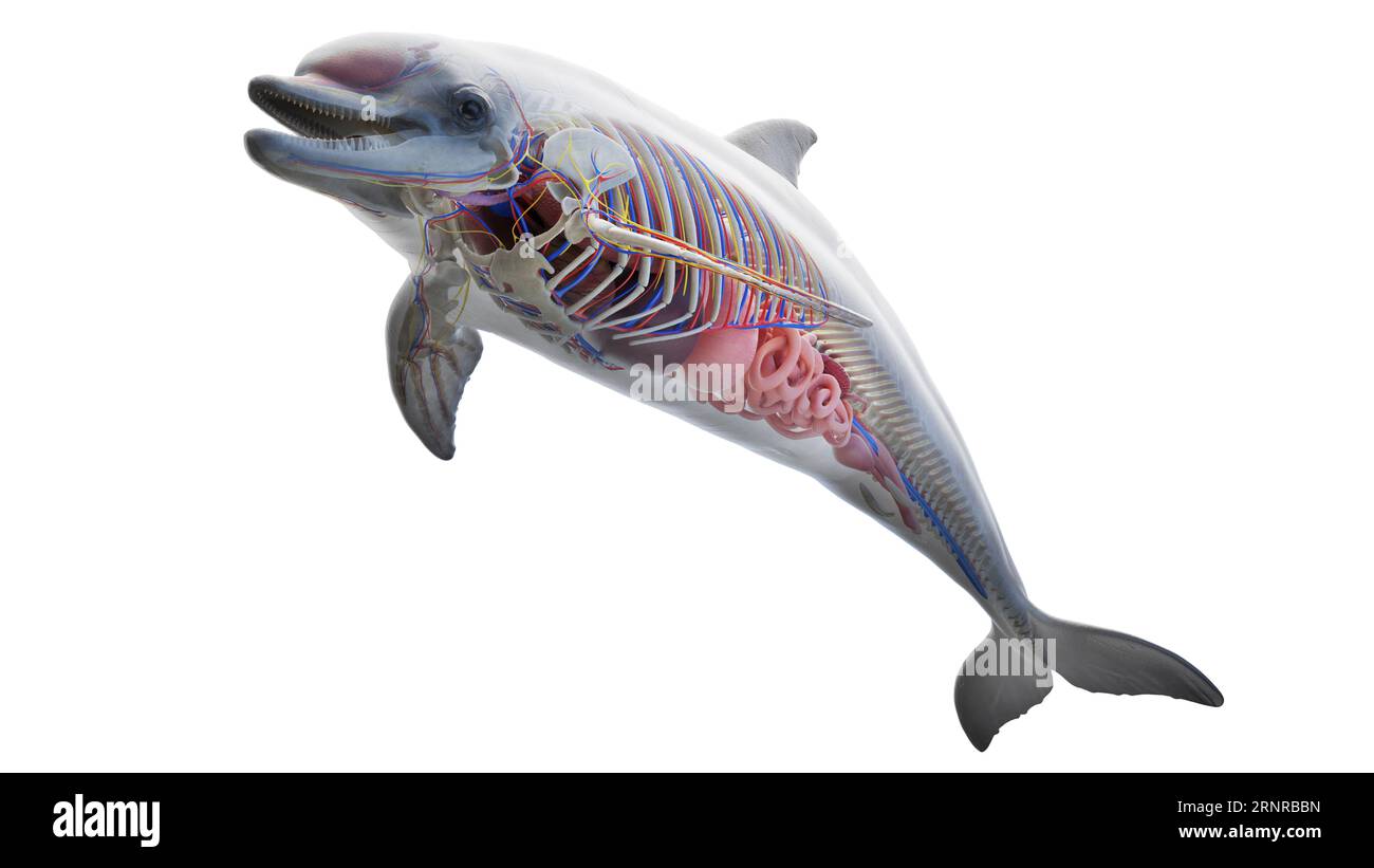 Dolphin's internal organs, illustration Stock Photo - Alamy