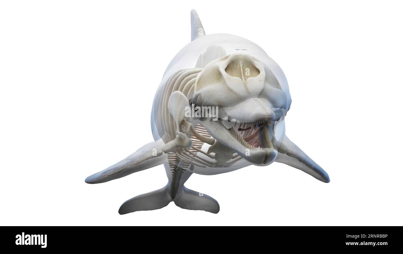 Dolphin's skeletal system, illustration Stock Photo - Alamy