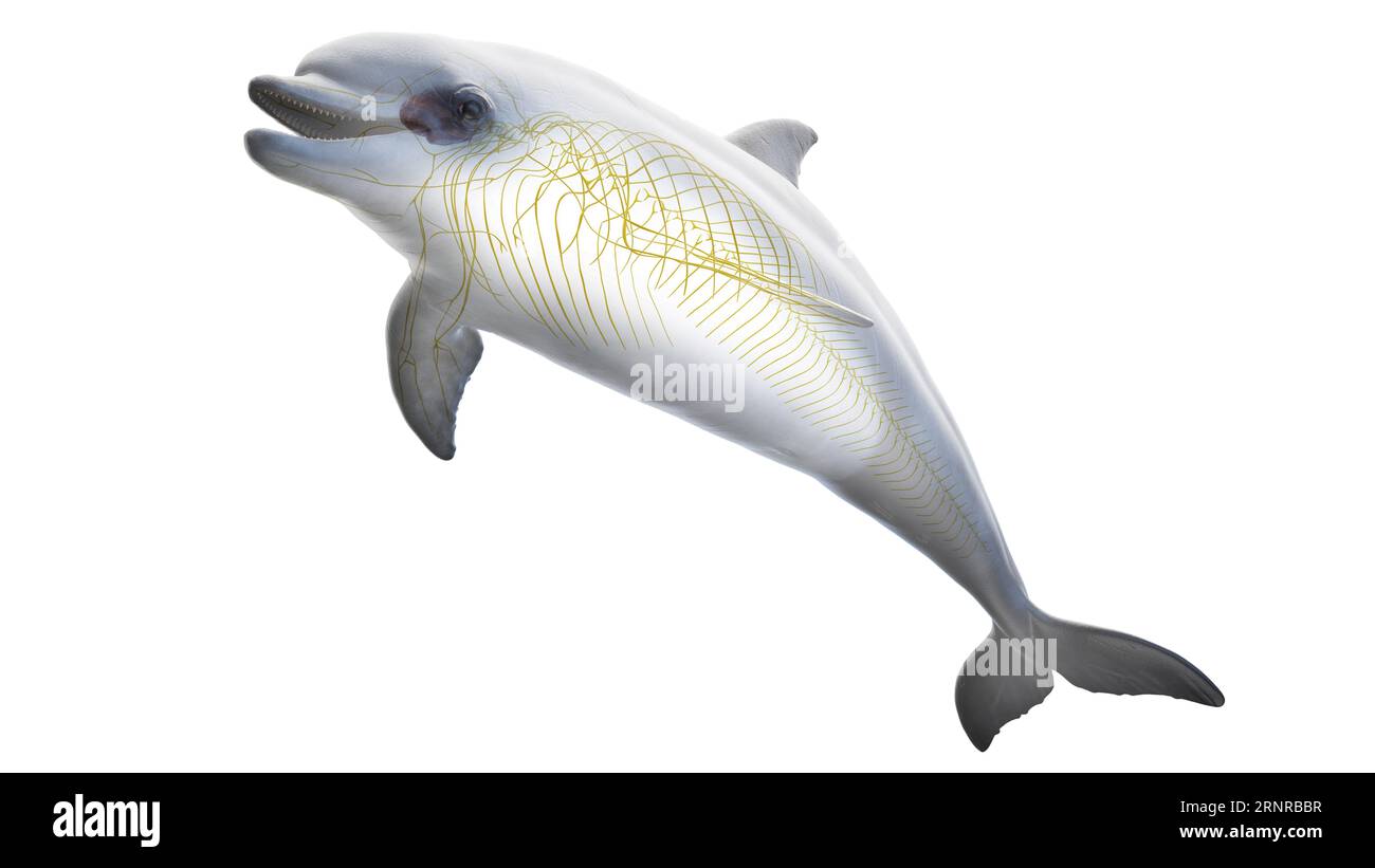 Dolphin's nervous system, illustration Stock Photo - Alamy