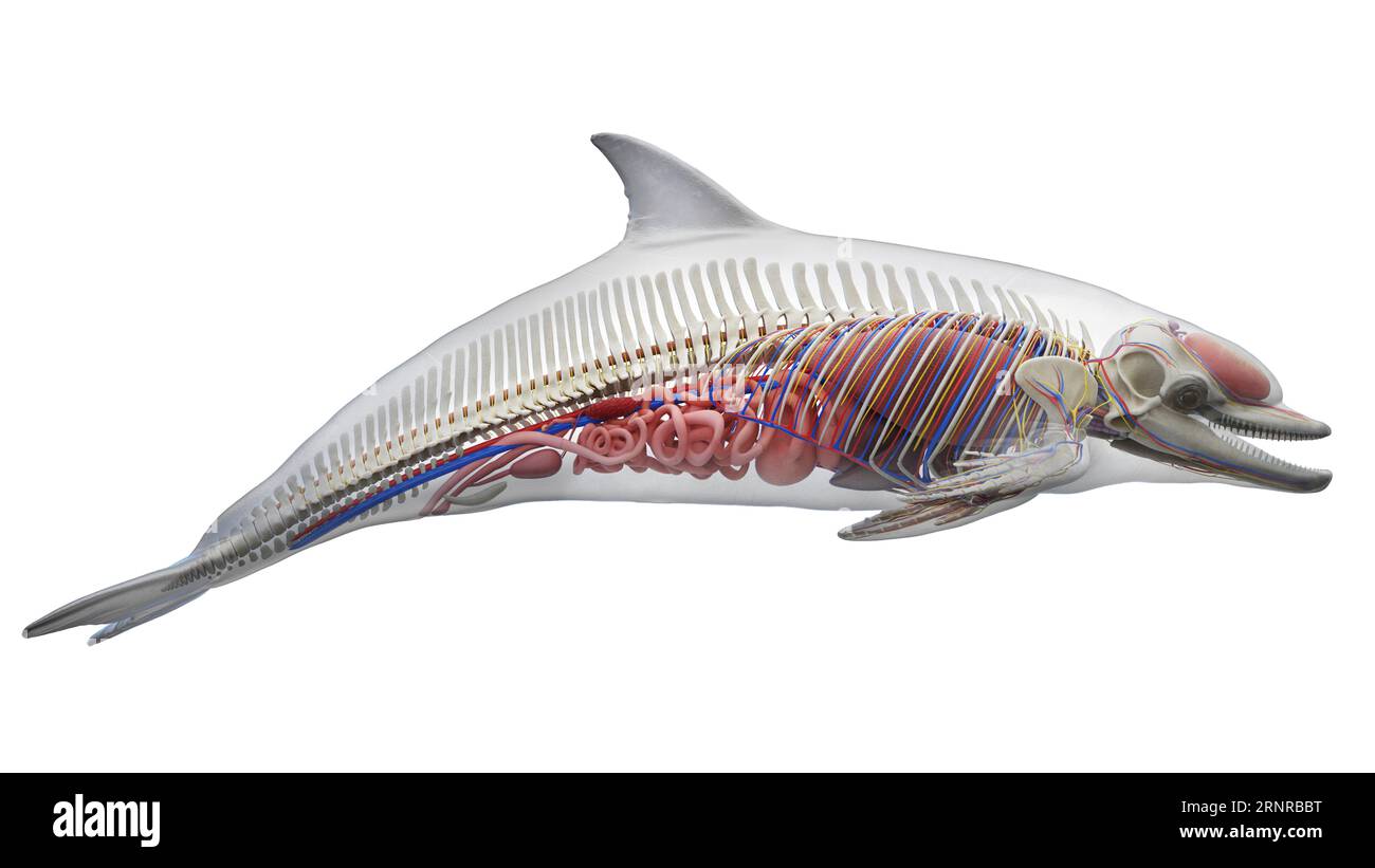 Dolphin's internal organs, illustration Stock Photo - Alamy