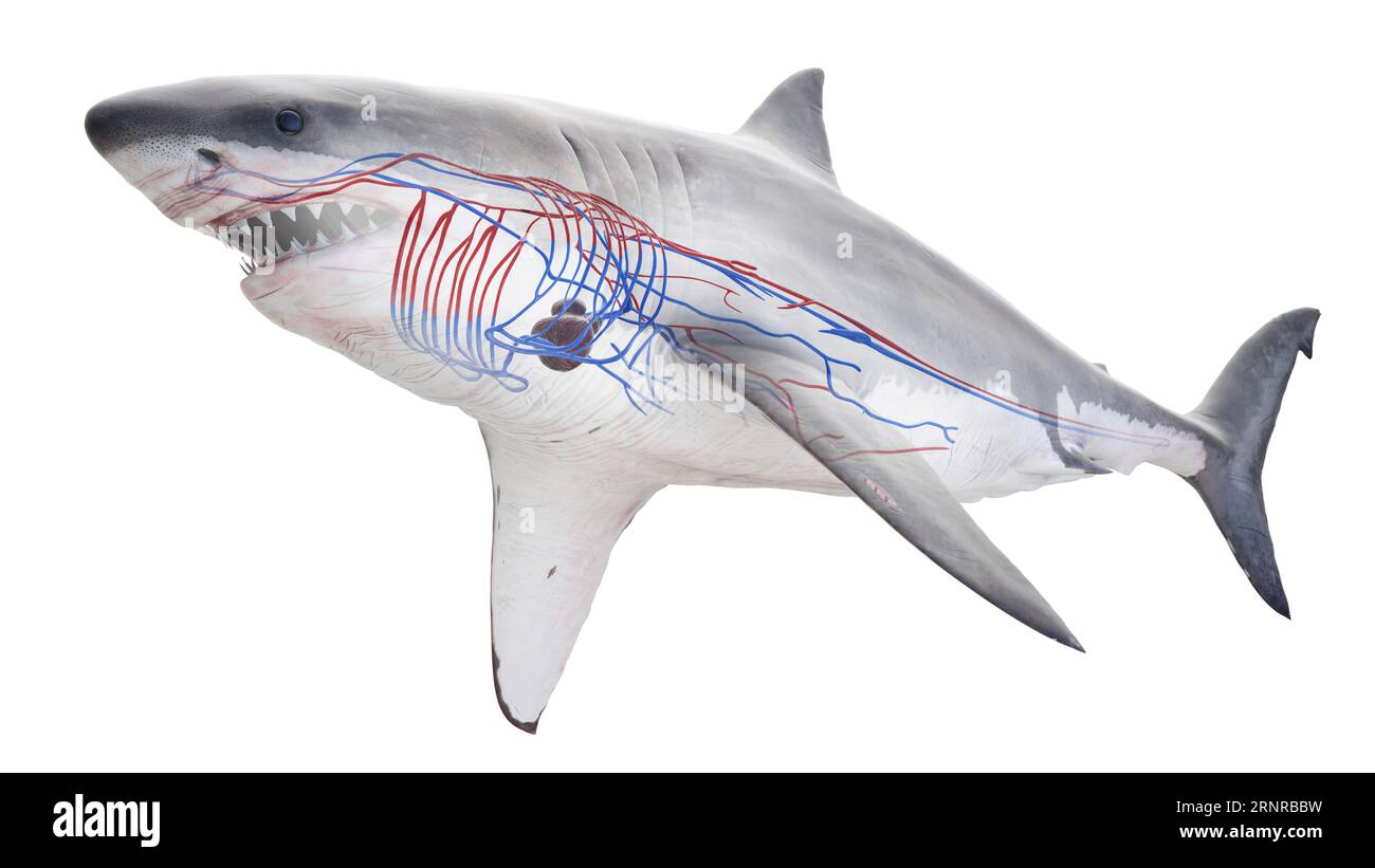 Shark's cardiovascular system, illustration Stock Photo - Alamy