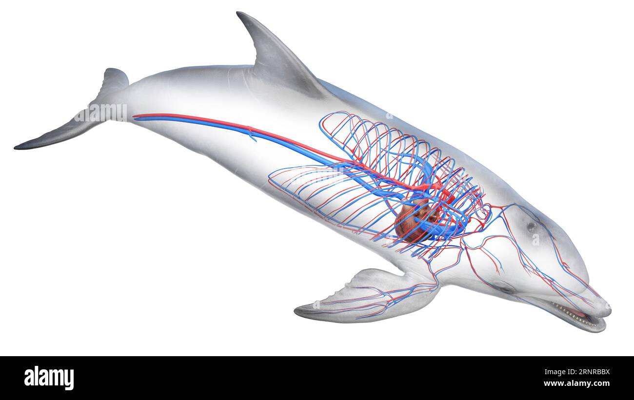 Dolphin's cardiovascular system, illustration Stock Photo - Alamy