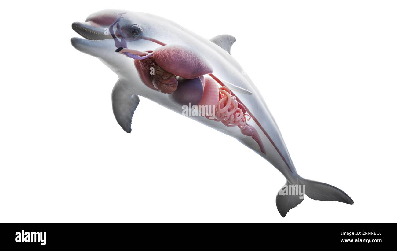 Dolphin's internal organs, illustration Stock Photo - Alamy