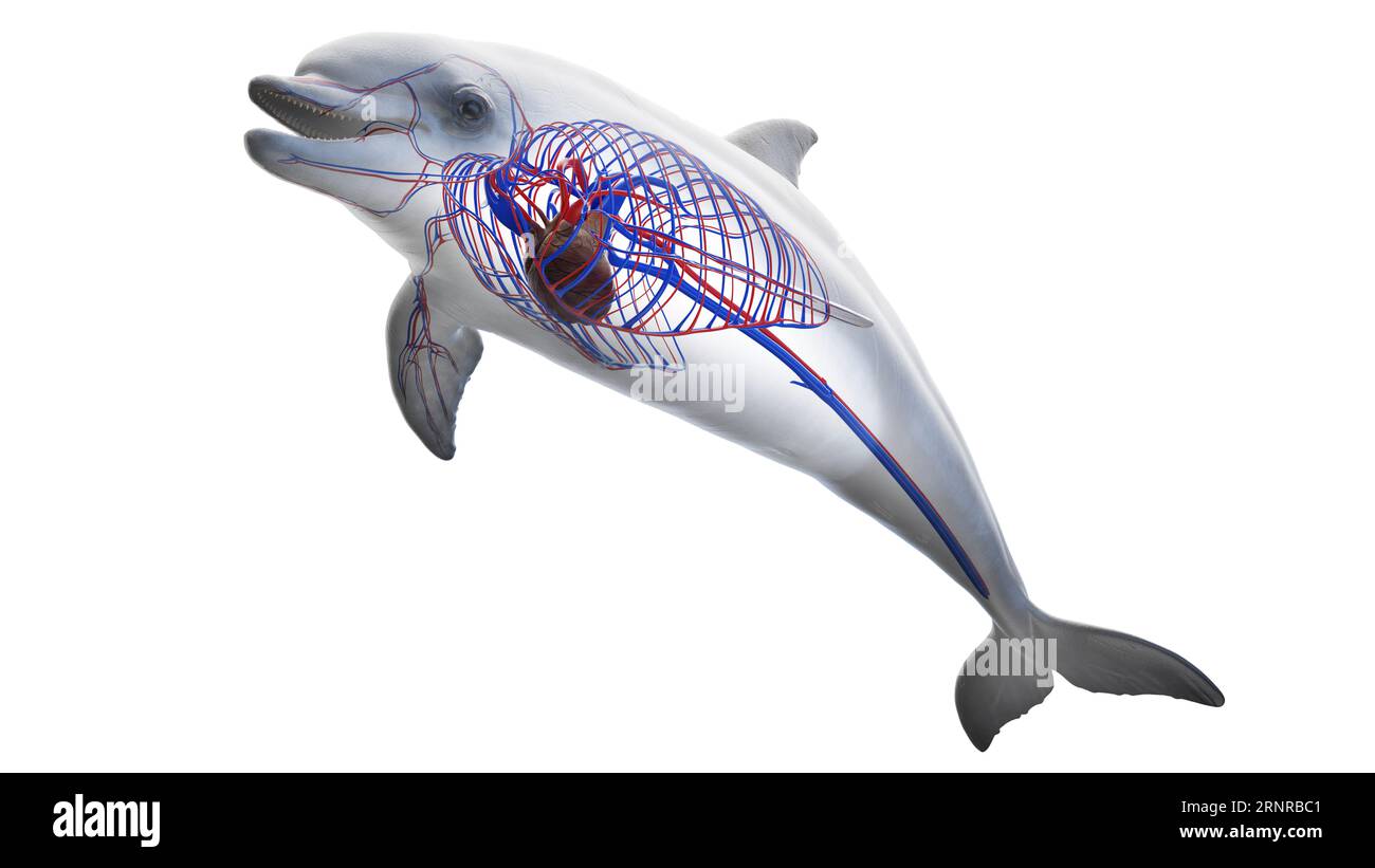 Dolphin head anatomy hi-res stock photography and images - Alamy
