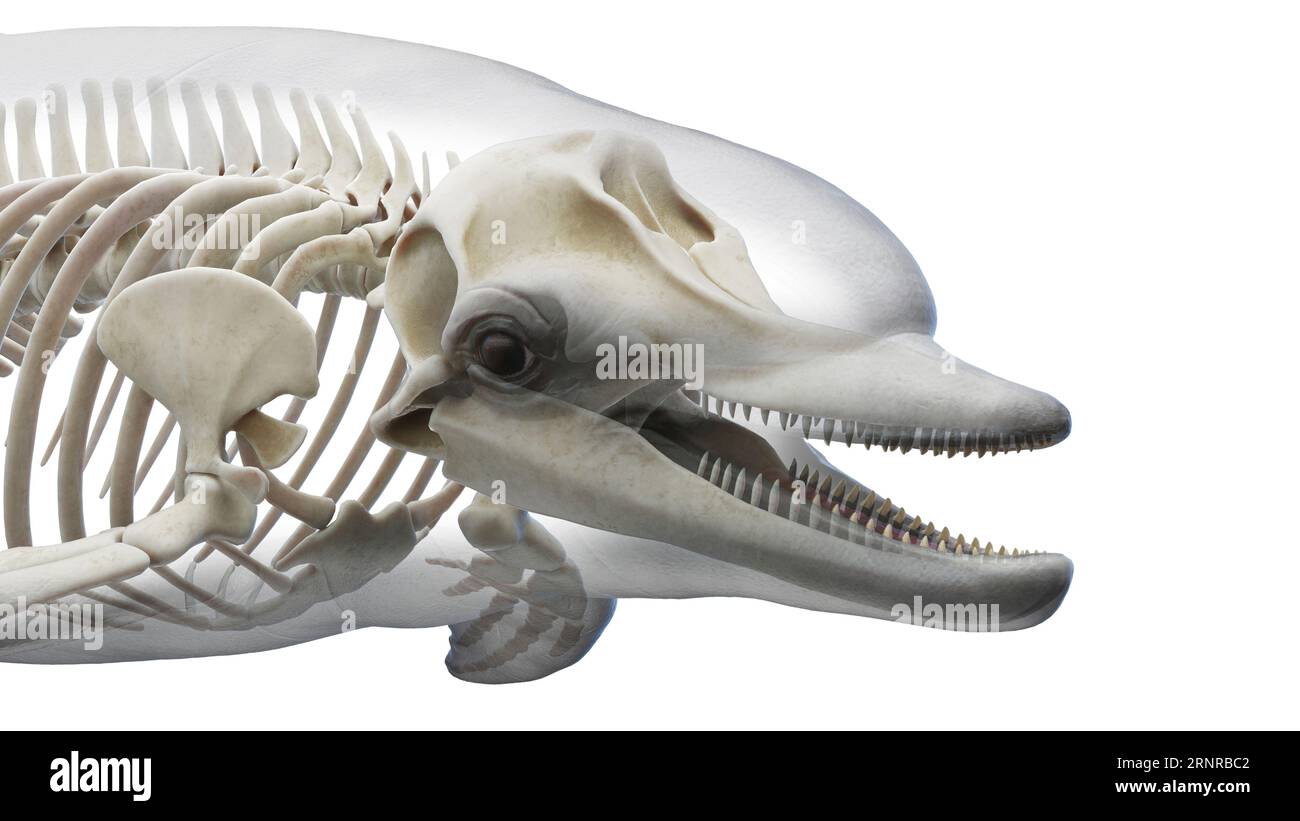Dolphin head anatomy hi-res stock photography and images - Alamy