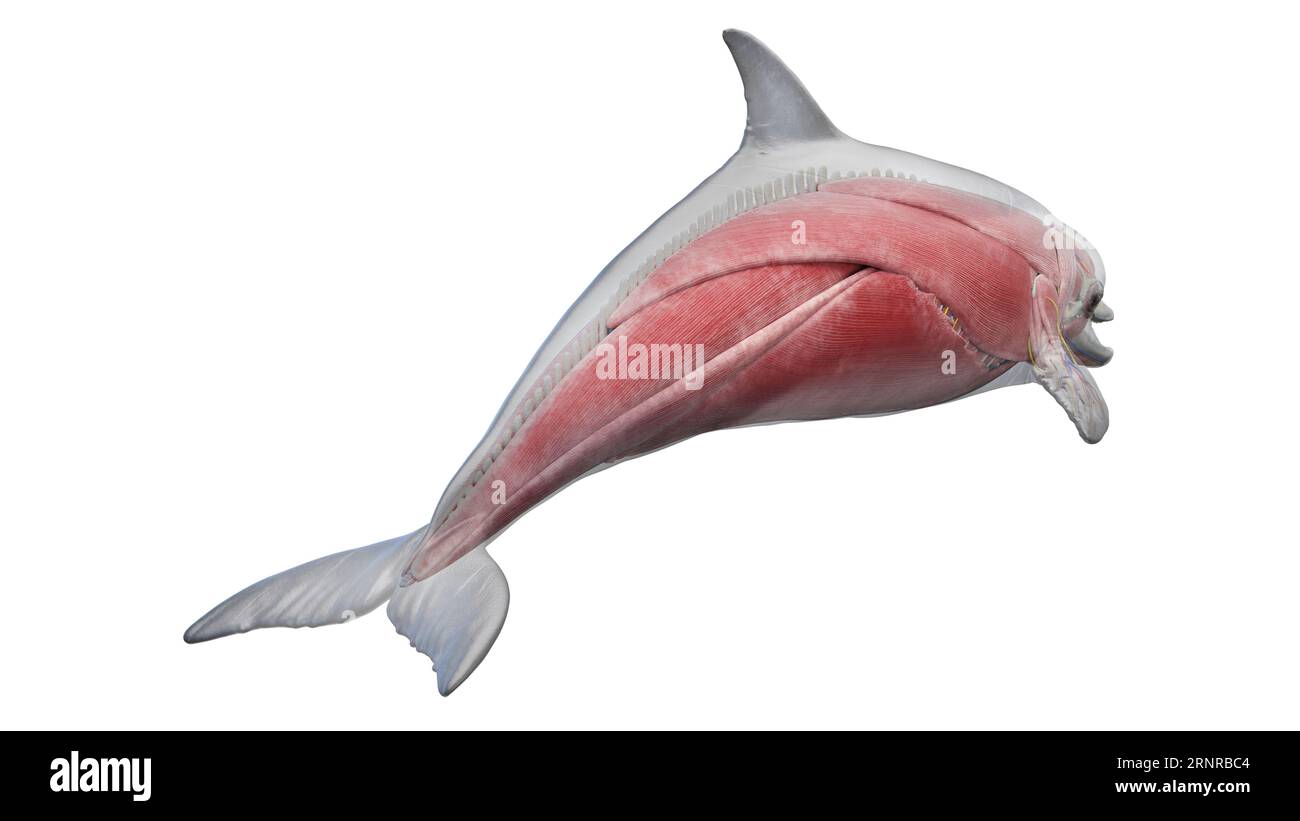 Dolphin's muscular system, illustration Stock Photo - Alamy