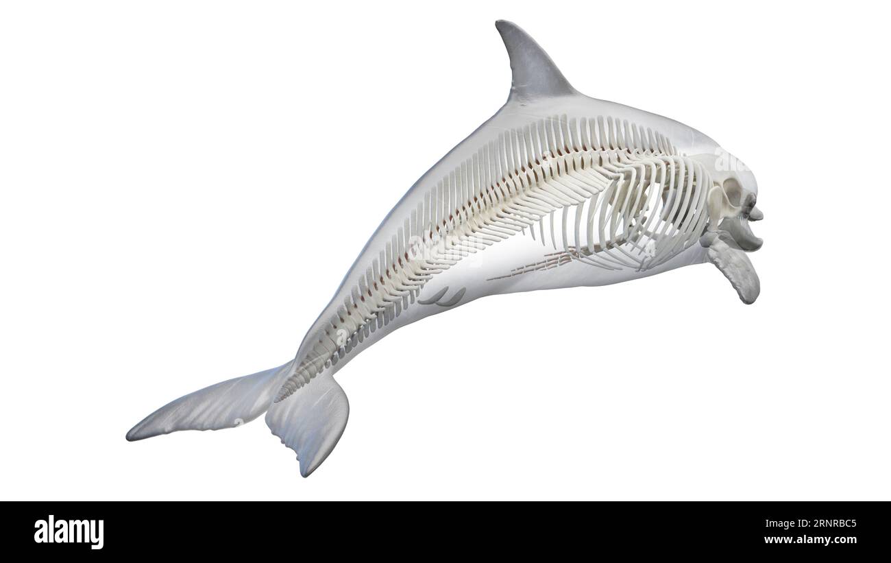 Dolphin's skeletal system, illustration Stock Photo - Alamy