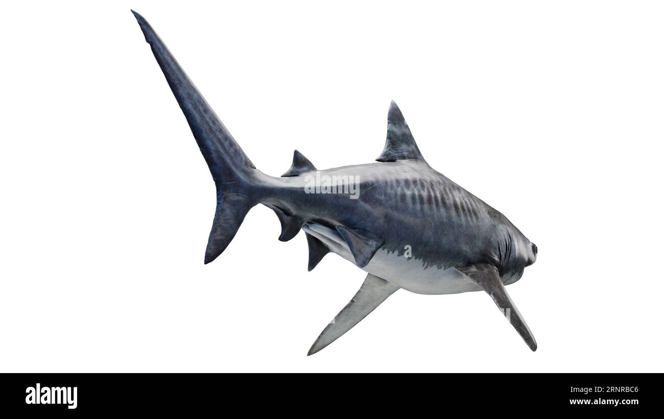 Tiger Shark Side View