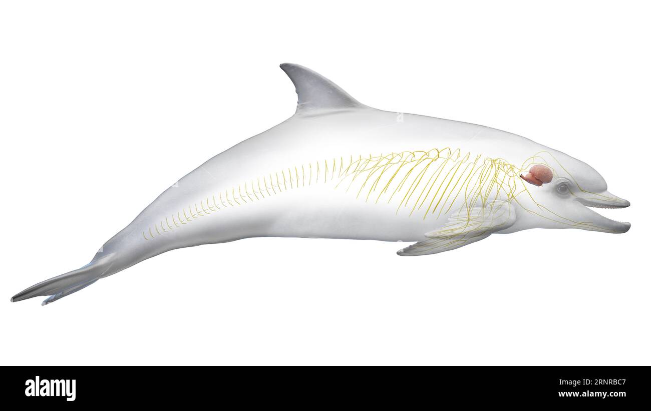 Dolphin's nervous system, illustration Stock Photo - Alamy