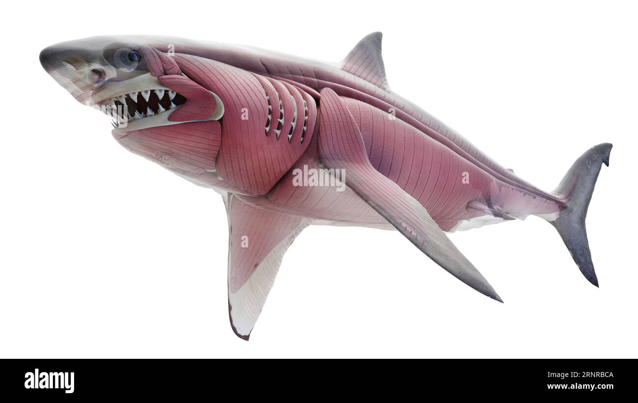 Shark's muscular system, illustration Stock Photo - Alamy