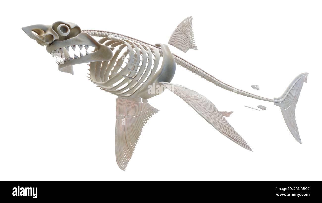 Shark's skeleton, illustration Stock Photo - Alamy