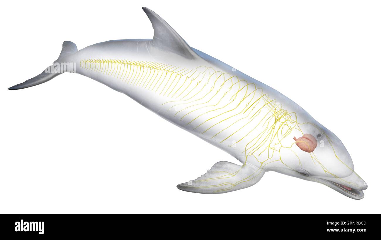 Dolphin's nervous system, illustration Stock Photo - Alamy