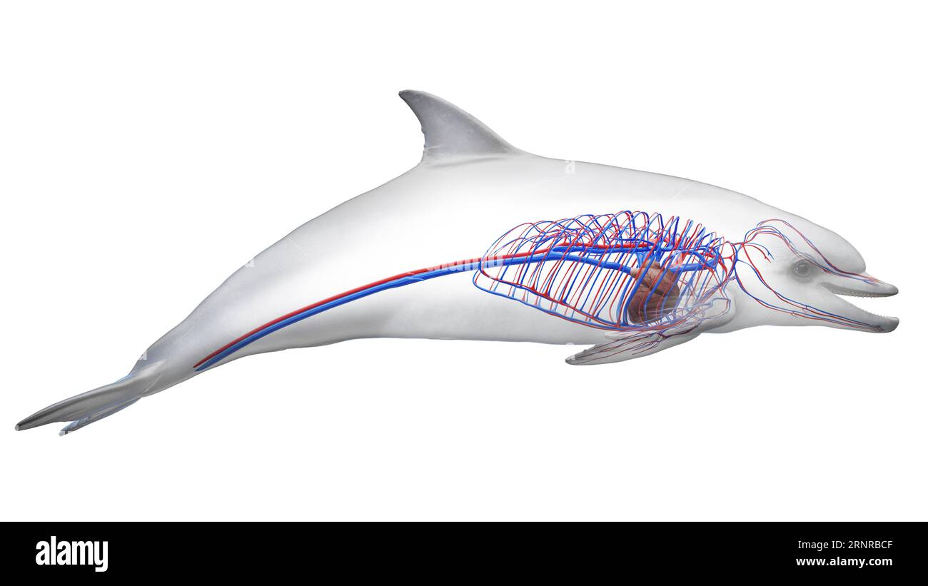Dolphin's cardiovascular system, illustration Stock Photo - Alamy