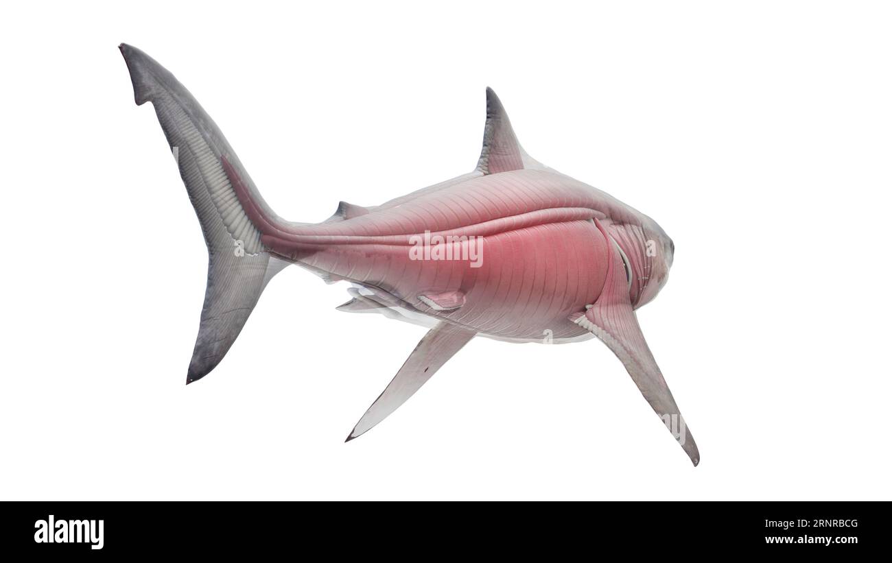 Shark's muscular system, illustration Stock Photo - Alamy