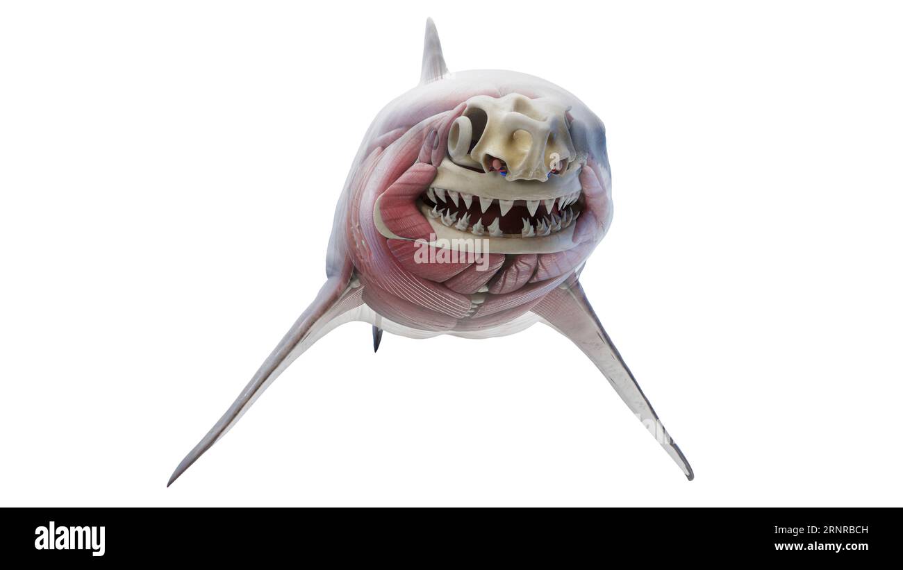 Shark's muscular system, illustration Stock Photo - Alamy