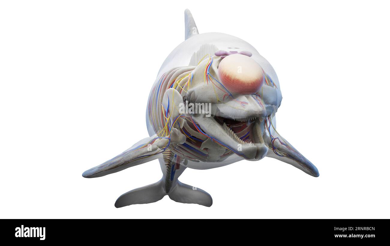 Dolphin's internal organs, illustration Stock Photo - Alamy