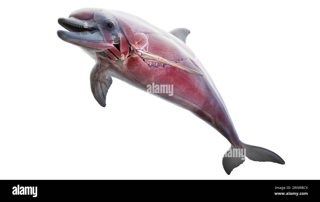 Dolphin's muscular system, illustration Stock Photo - Alamy