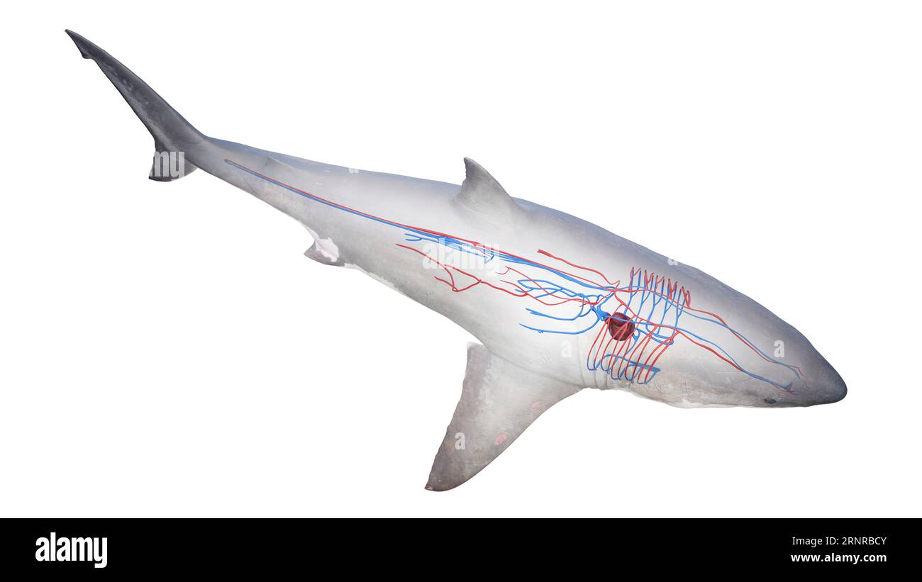 Shark heart hi-res stock photography and images - Alamy
