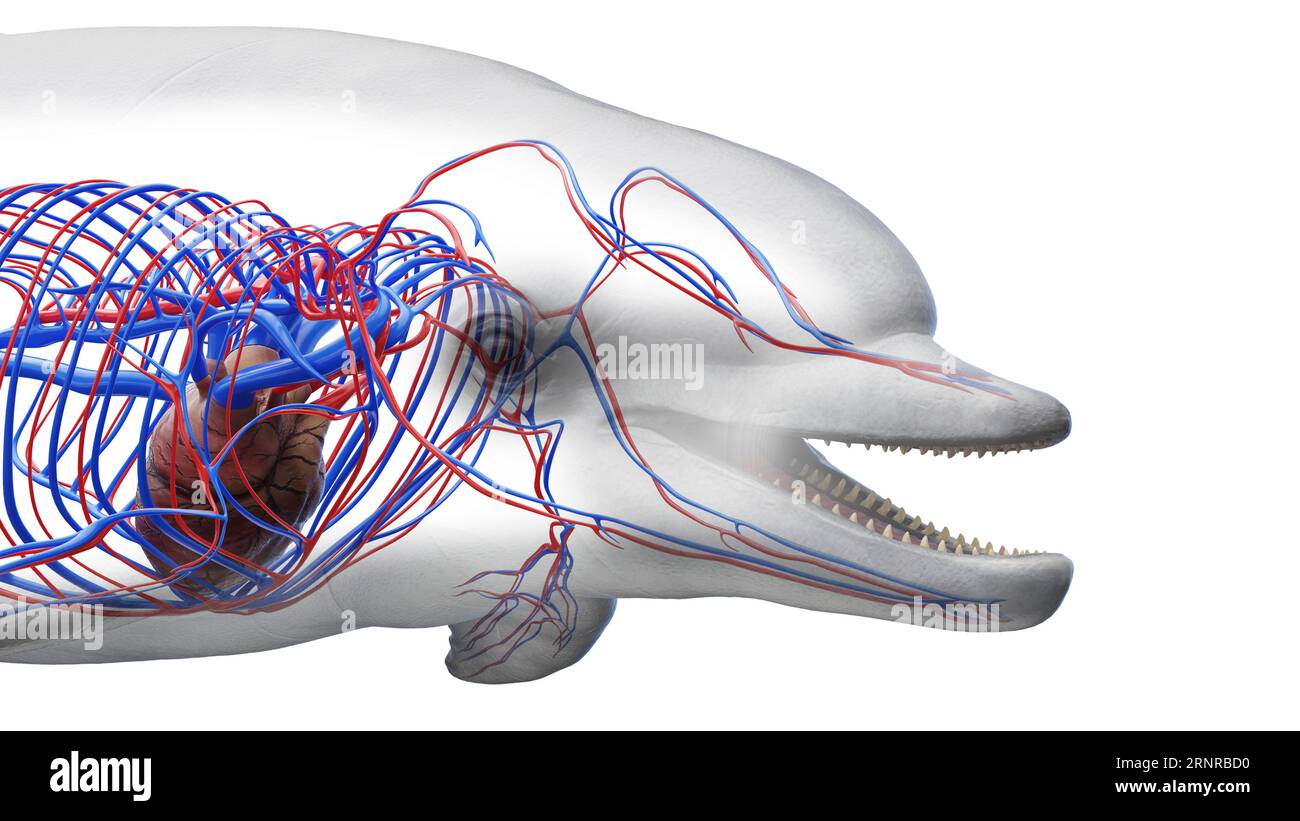 Dolphin head anatomy hi-res stock photography and images - Alamy
