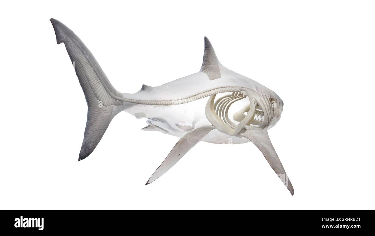 Shark's skeletal system, illustration Stock Photo - Alamy