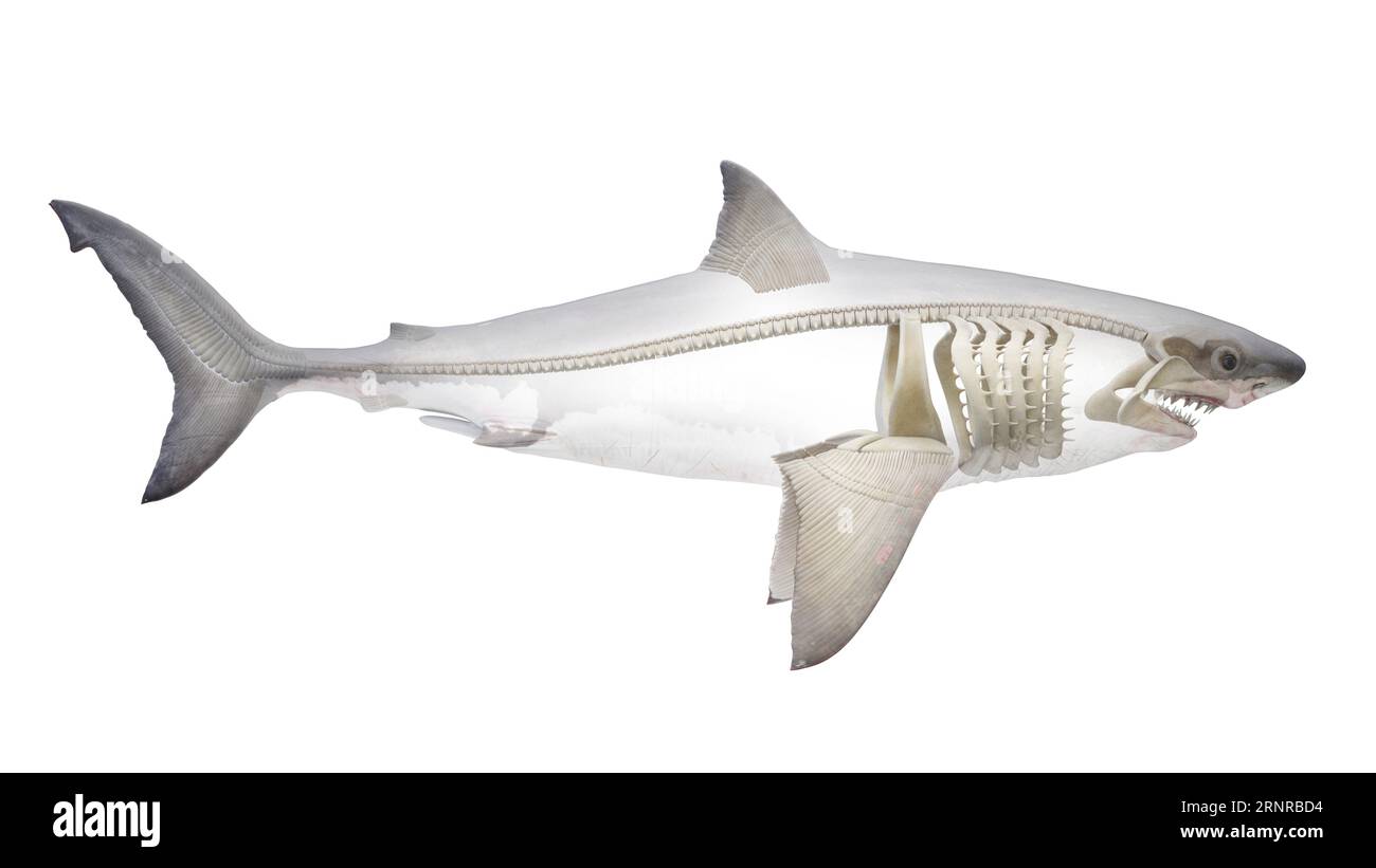 Shark's skeletal system, illustration Stock Photo - Alamy