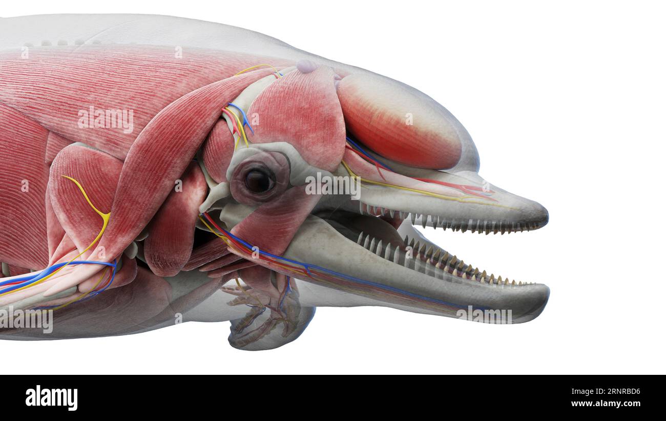 Dolphin's head muscles, illustration Stock Photo - Alamy